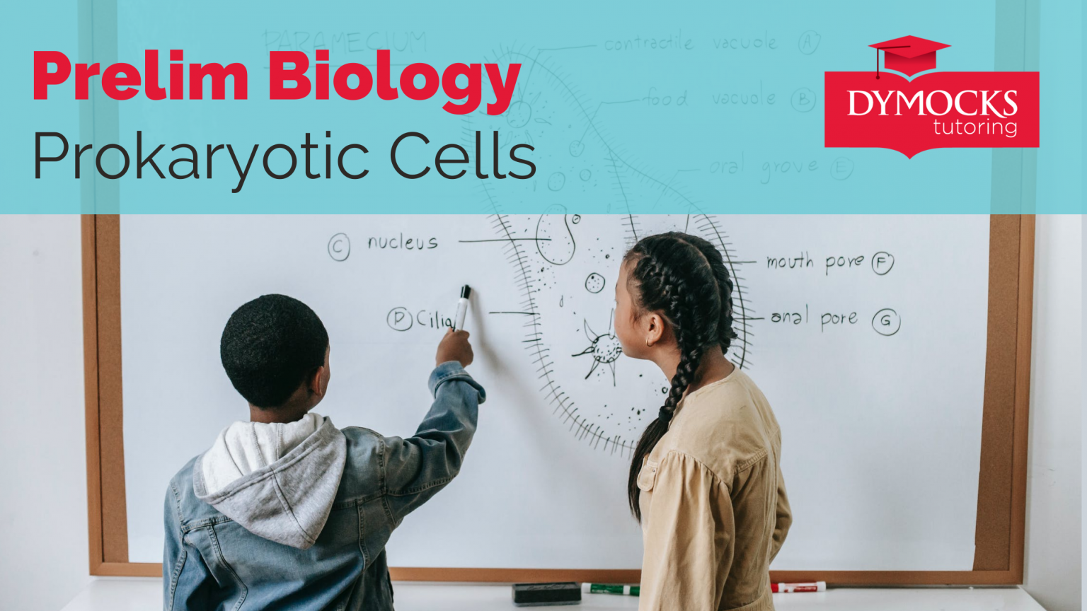 Prelim Biology: Cell Organelles of Prokaryotes